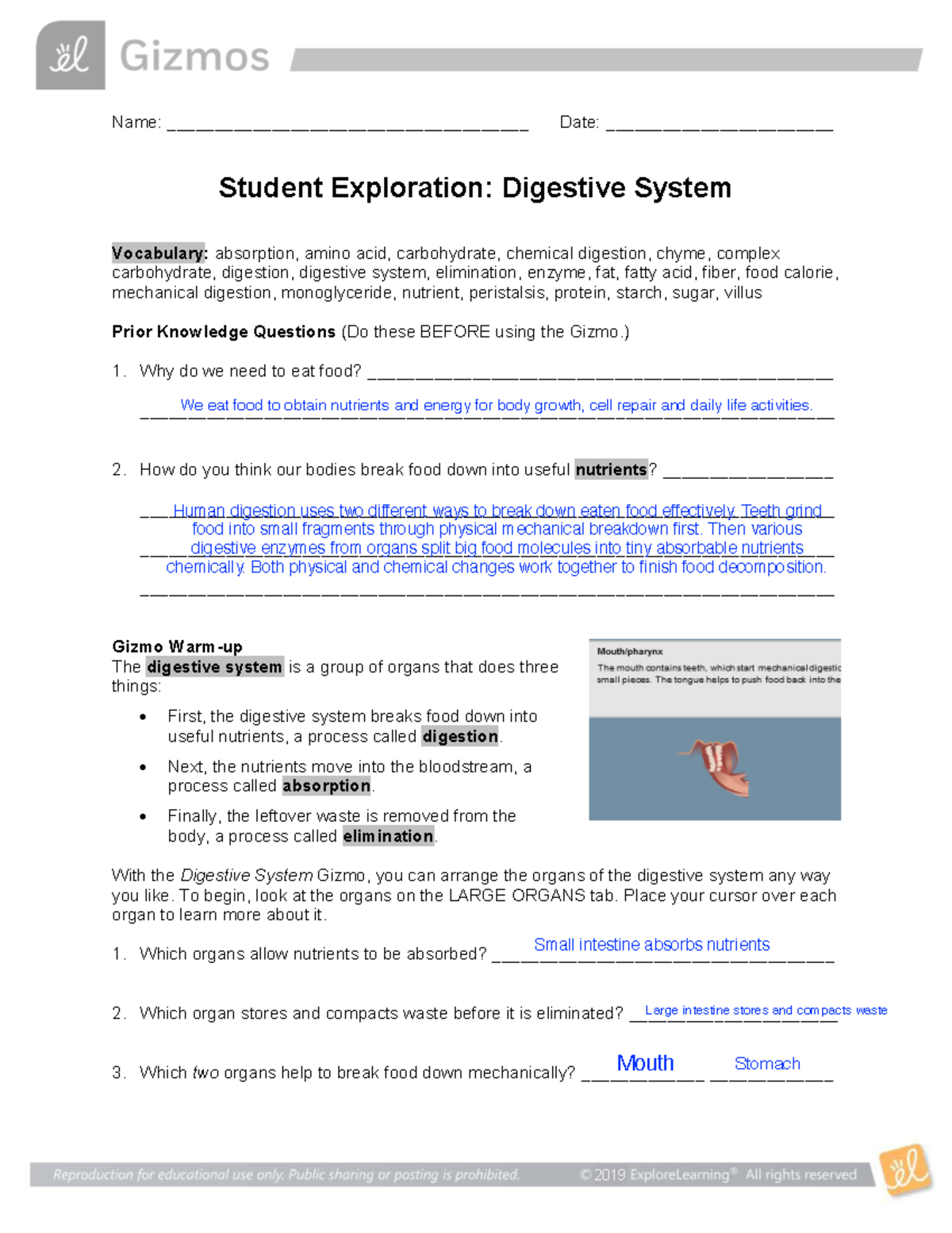 SC304 - Digestive System Exploration Worksheet and Activities - Studocu