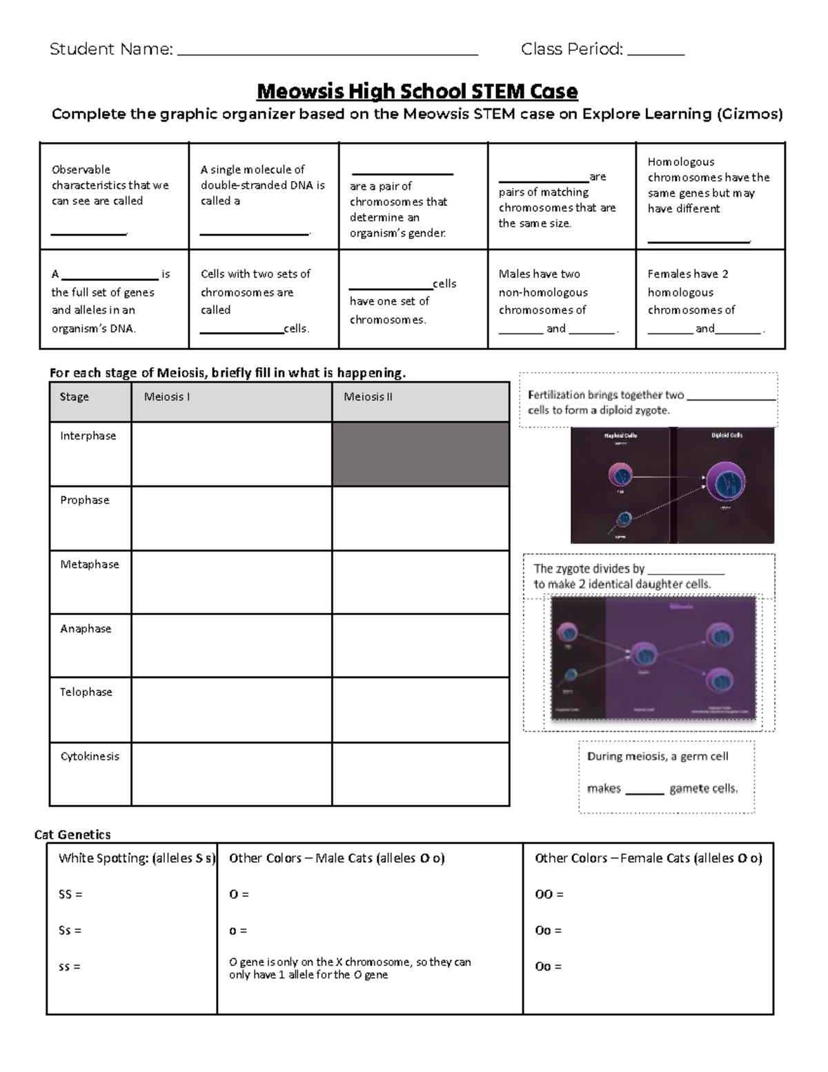 Meowsis High School STEM Case Study Graphic Organizer - Studocu