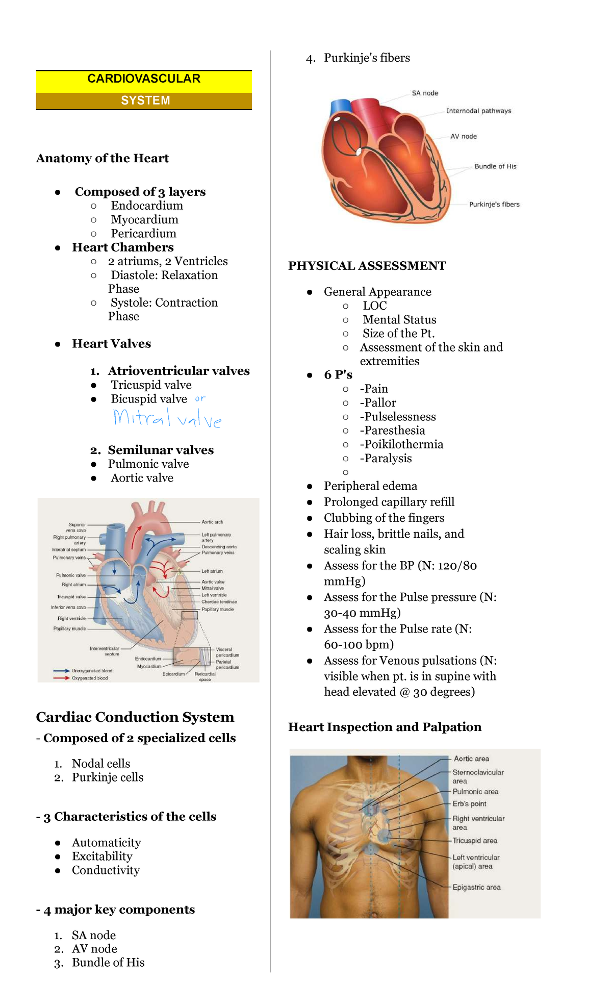 Cardiovascular System: Anatomy, Physiology, and Diagnosis Notes - Studocu