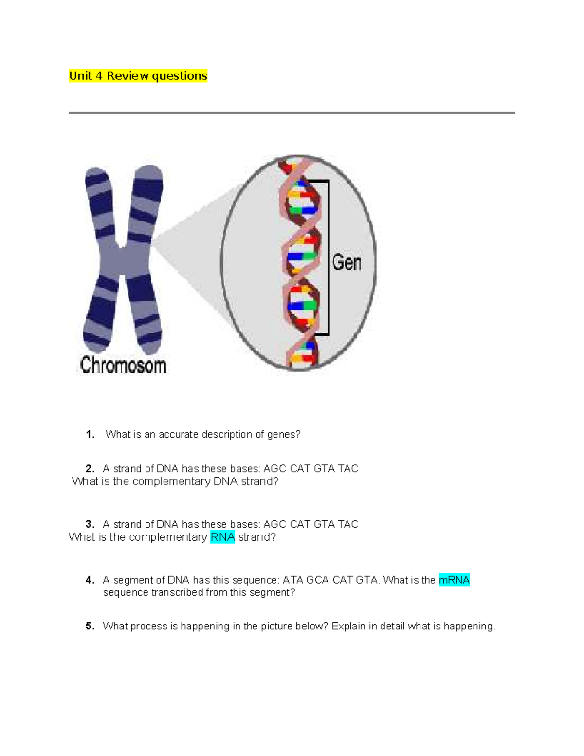 Unit 4 Review Questions: Genetics and DNA Processes - Studocu