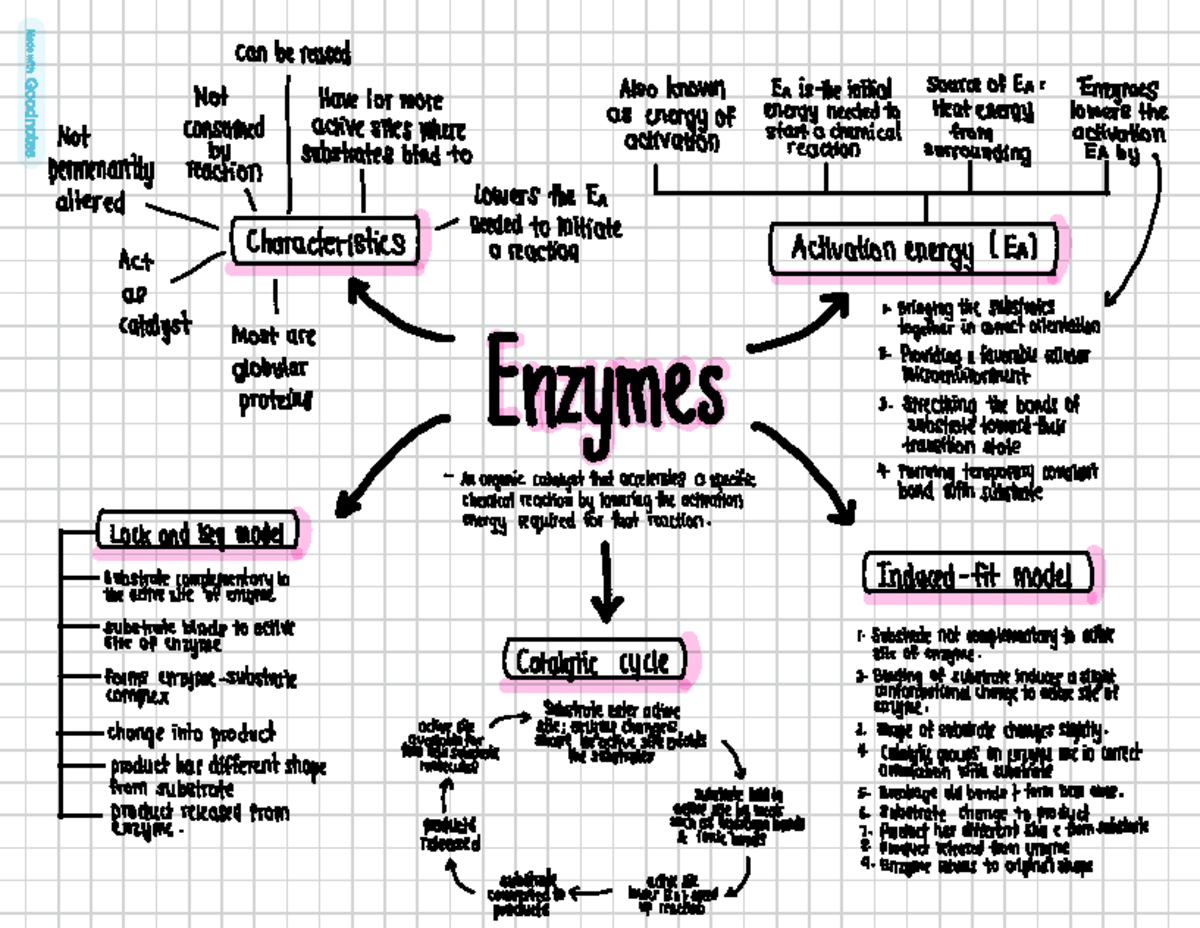Bio notes 4 - biology - Foundation Biology - T · ####### · Fi - E F ↑ ...