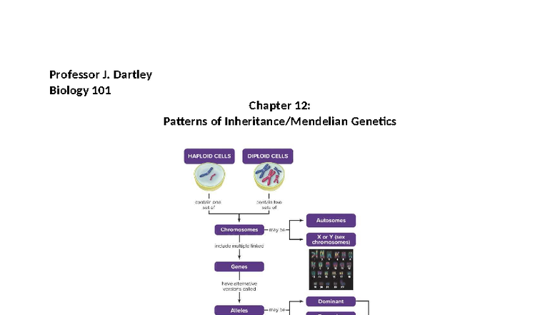 Biology 101 Study Guide: Chapter 12 - Patterns of Genetics - Studocu
