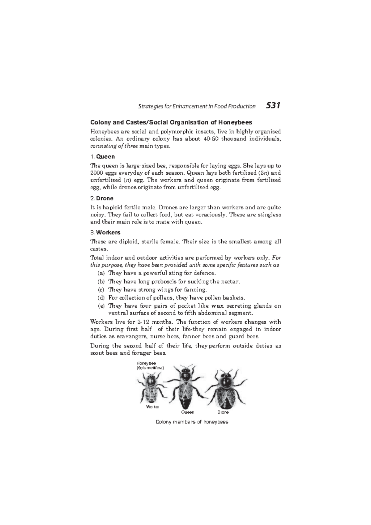 Honeybee Life Cycle and Social Structure: Understanding Apis mellifera ...