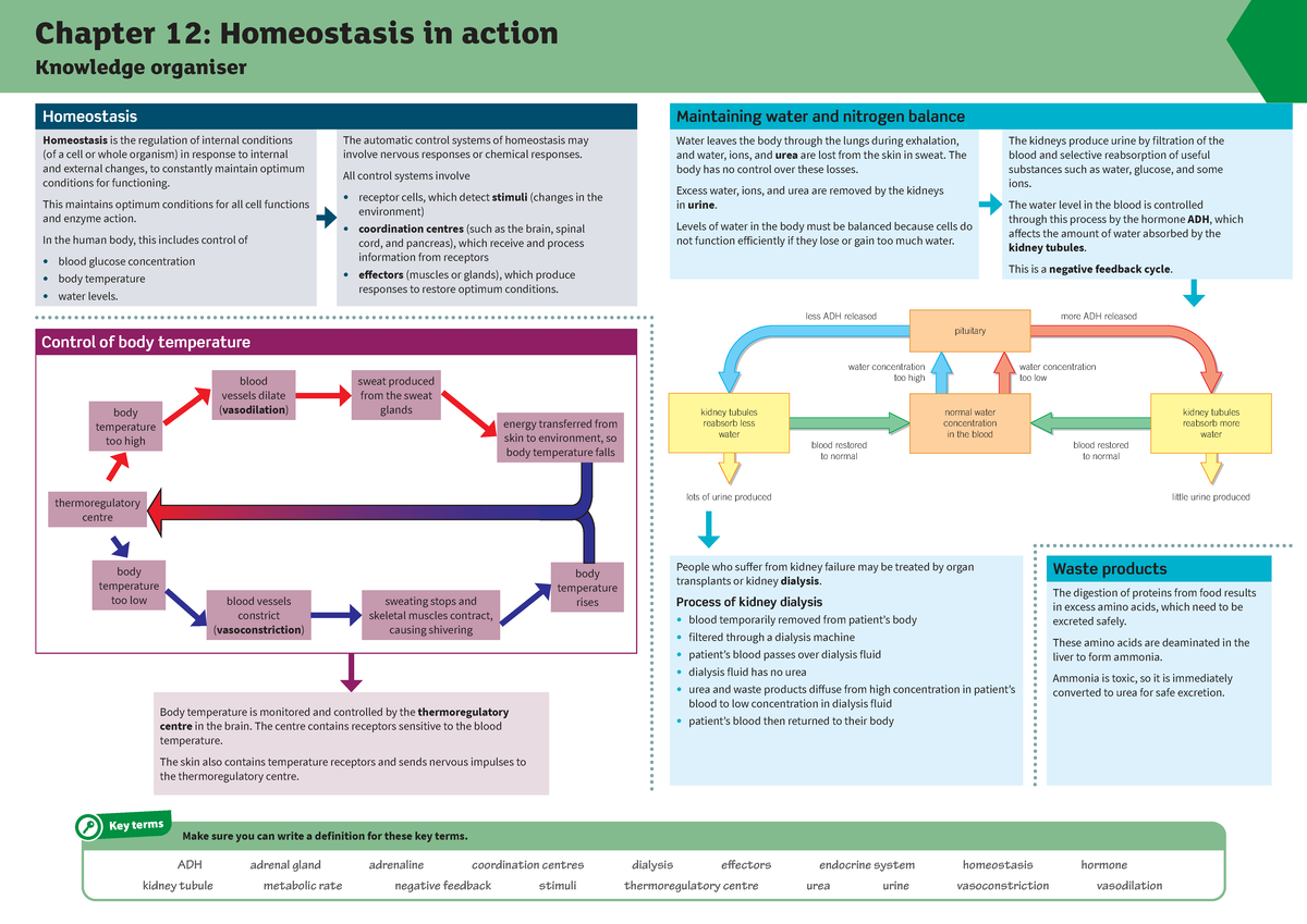 Chapter 12: Homeostasis in Action - Knowledge Organizer (Biology) - Studocu