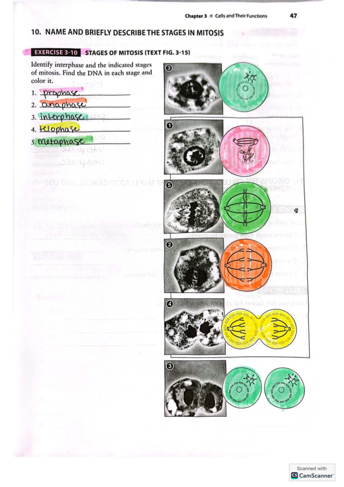 Chapter 3: Cells and Their Functions - Mitosis Stages Overview (47 10) - Studocu