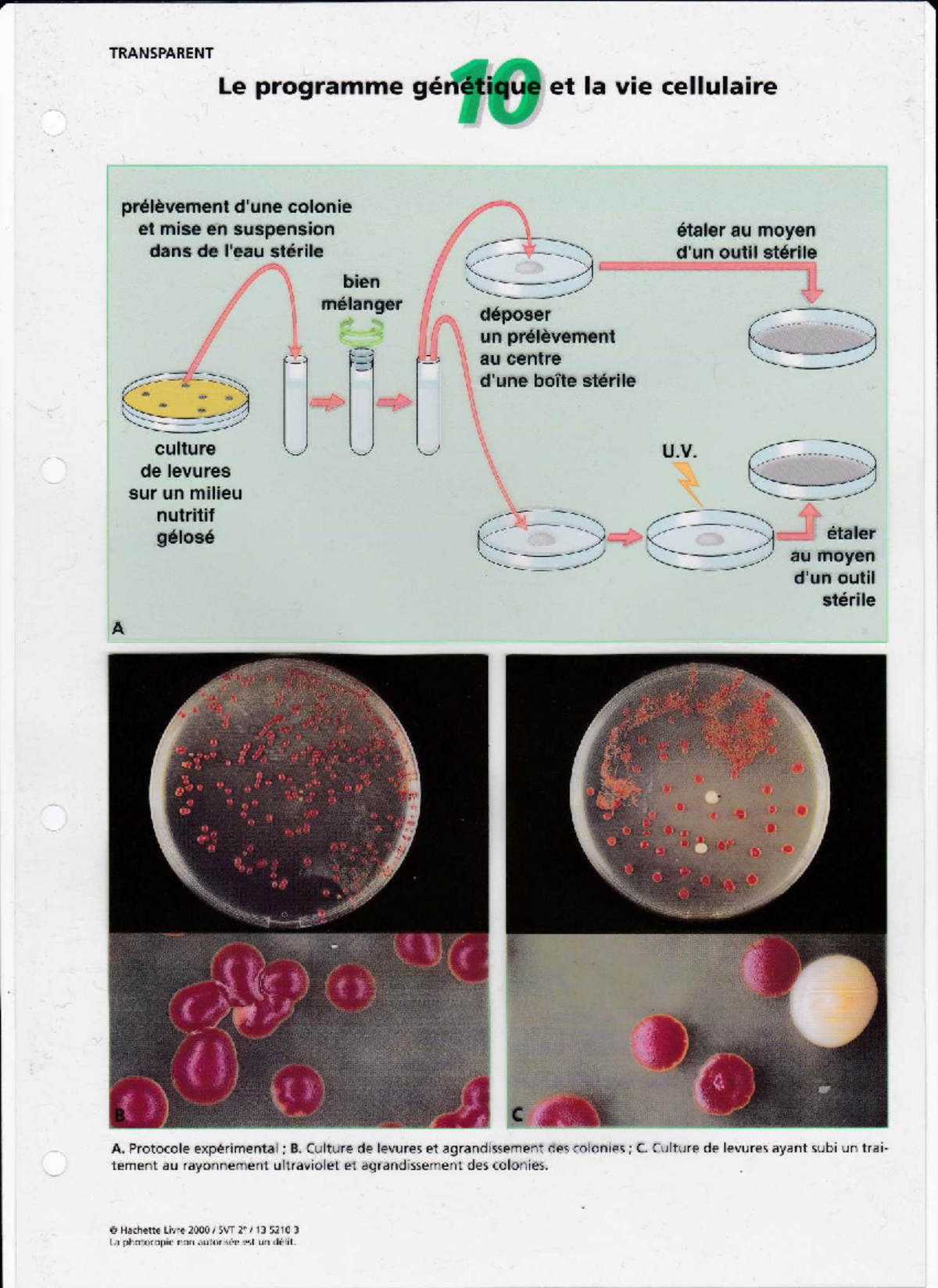 Protocole en image - Sciences de la vie et de la Terre - TRANSPARENT Le ...