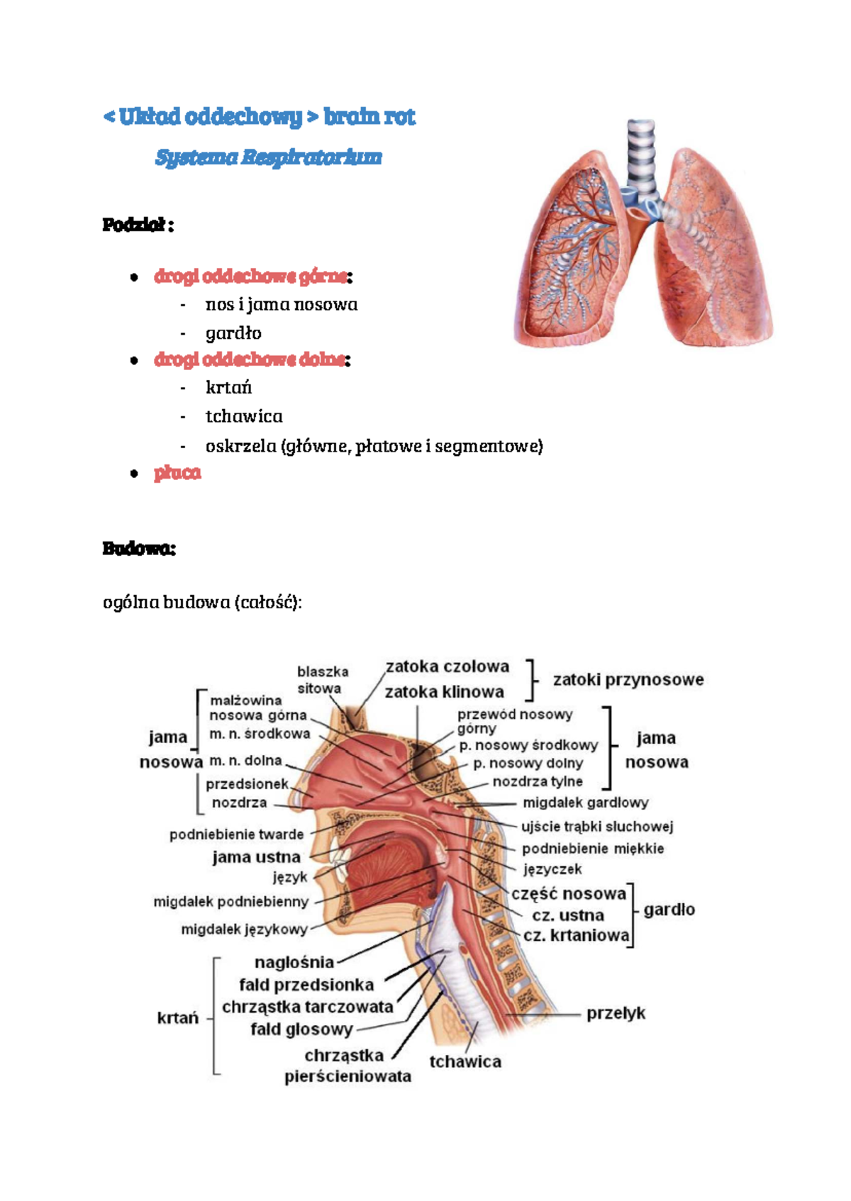 Układ Oddechowy: Anatomia i Patologie - Systema Respiratorium - Studocu