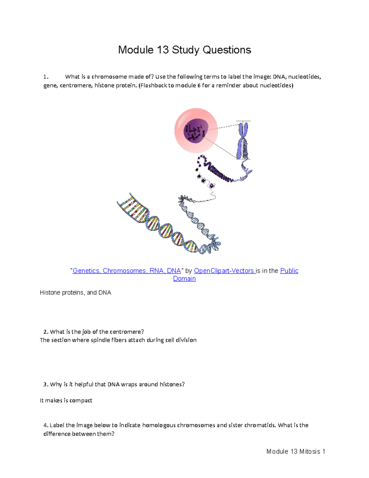 C190.v3 Module 13: Mitosis Study Questions and Key Concepts - Studocu