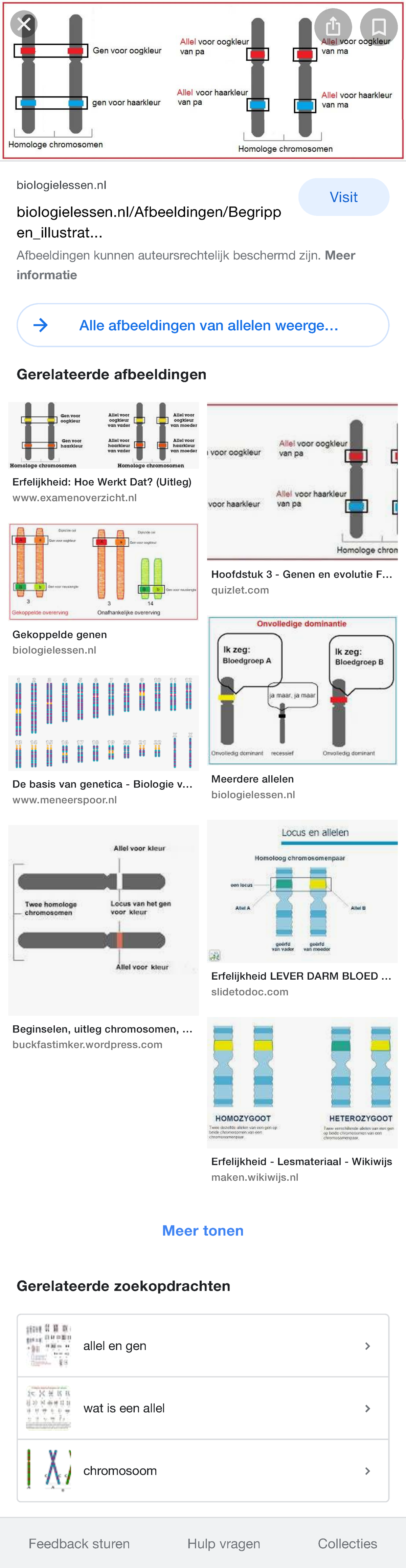 Allelen en Genetica: Basisprincipes en Uitleg - Studeersnel