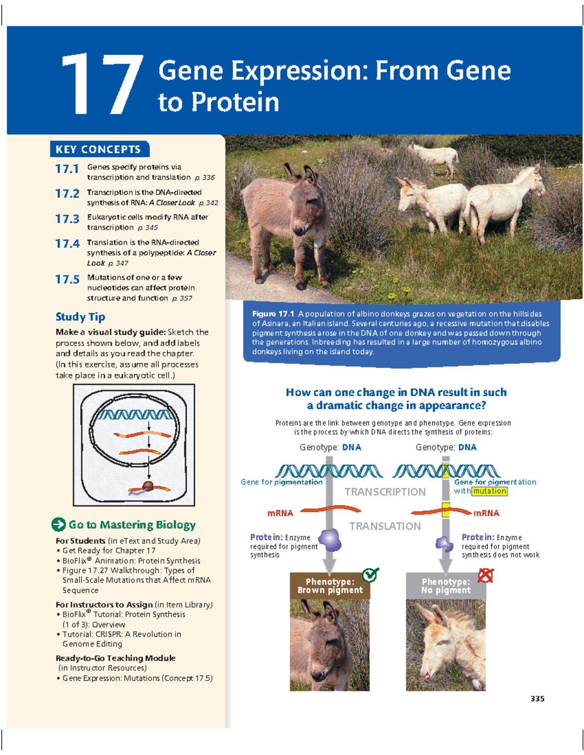 Ch17- Gene Expression From Gene to protein - Campbell Biology 12th ...