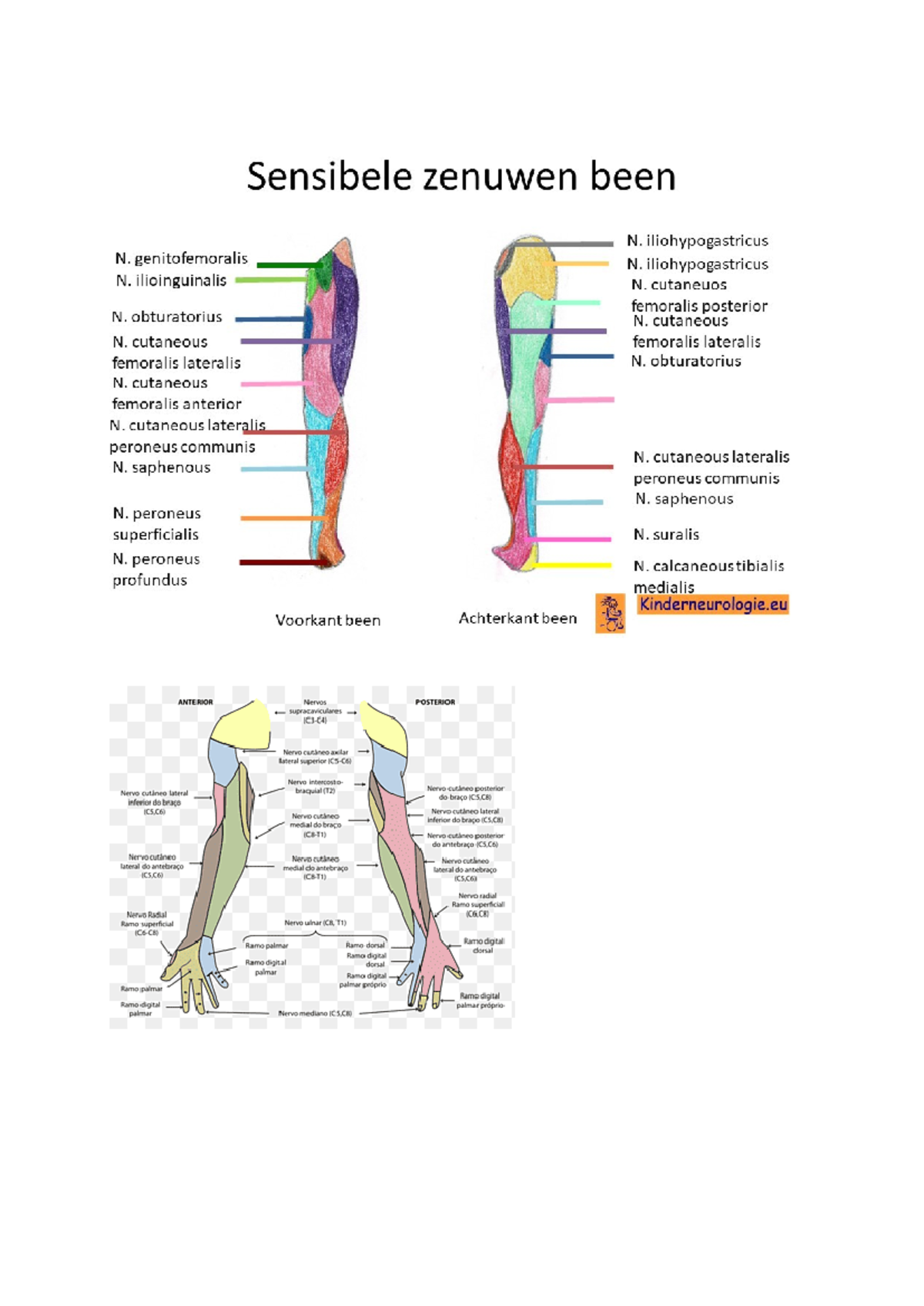 Zenuwen van de Arme en Been: Anatomische Overzicht en Functies ...
