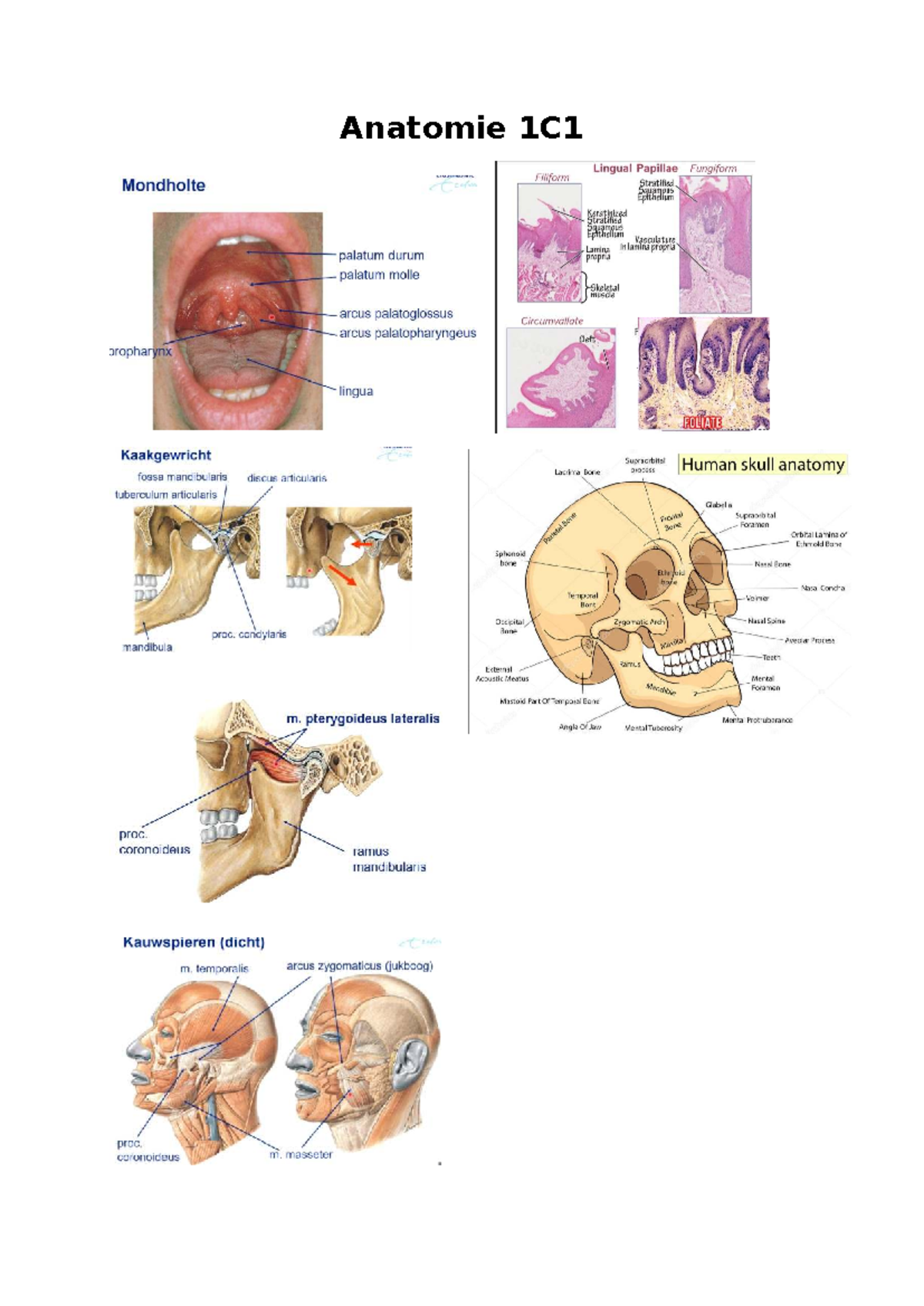 Anatomie 1C1: Gedetailleerde Anatomie van de Mondholte en ...