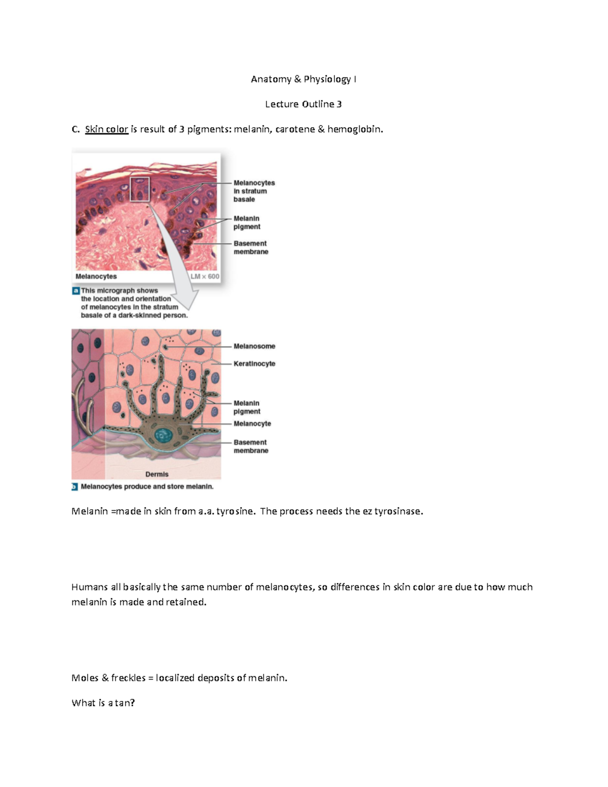 Anatomy & Physiology I Lecture: Skin Structures & Functions Overview ...