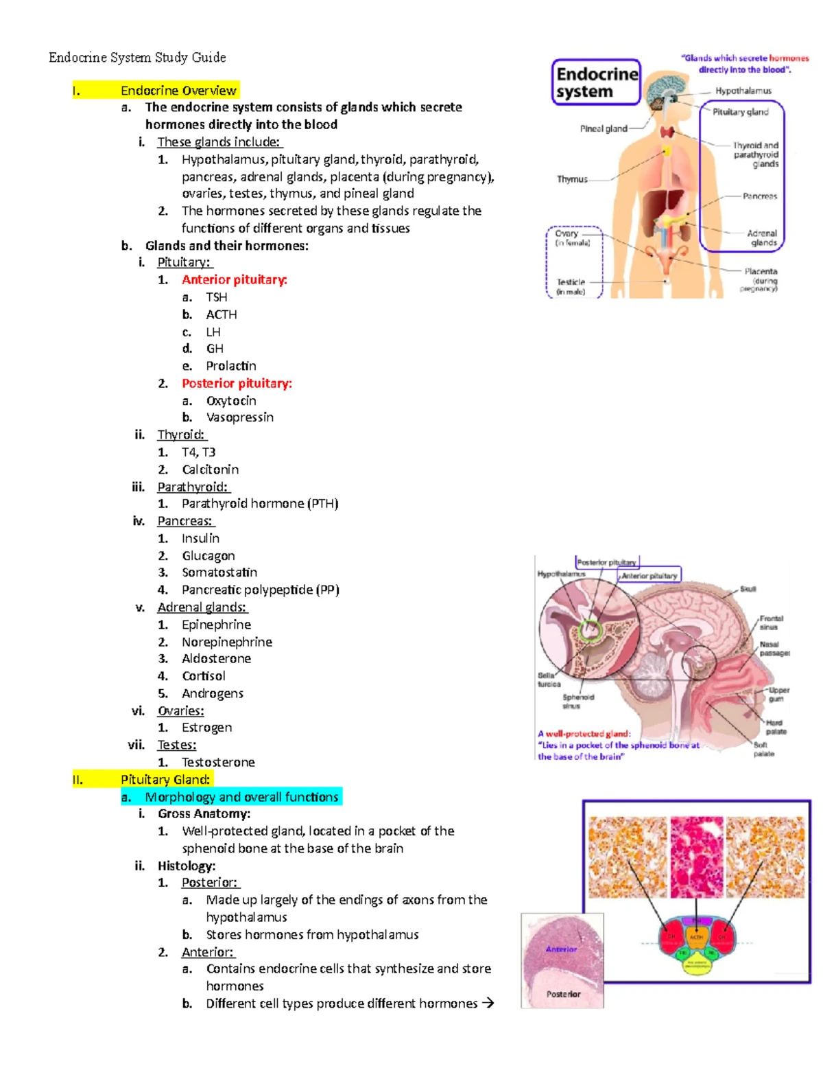 A&P 2 Exam 3 Review - Anatomy Exam 3 Study Guide Tips Learning ...