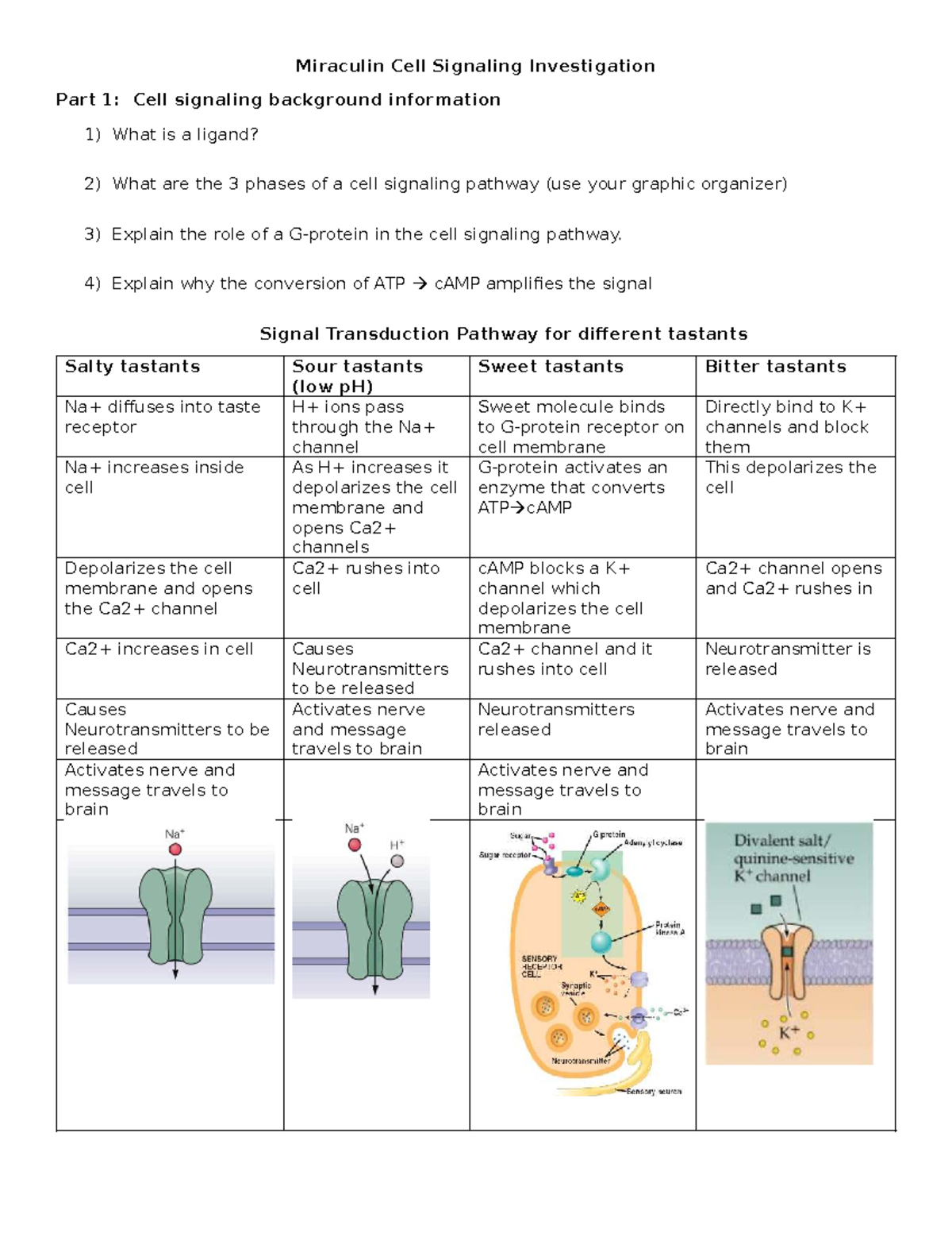 Miraculin Lab AP Bio: Cell Signaling Pathways & Tastant Effects - Studocu