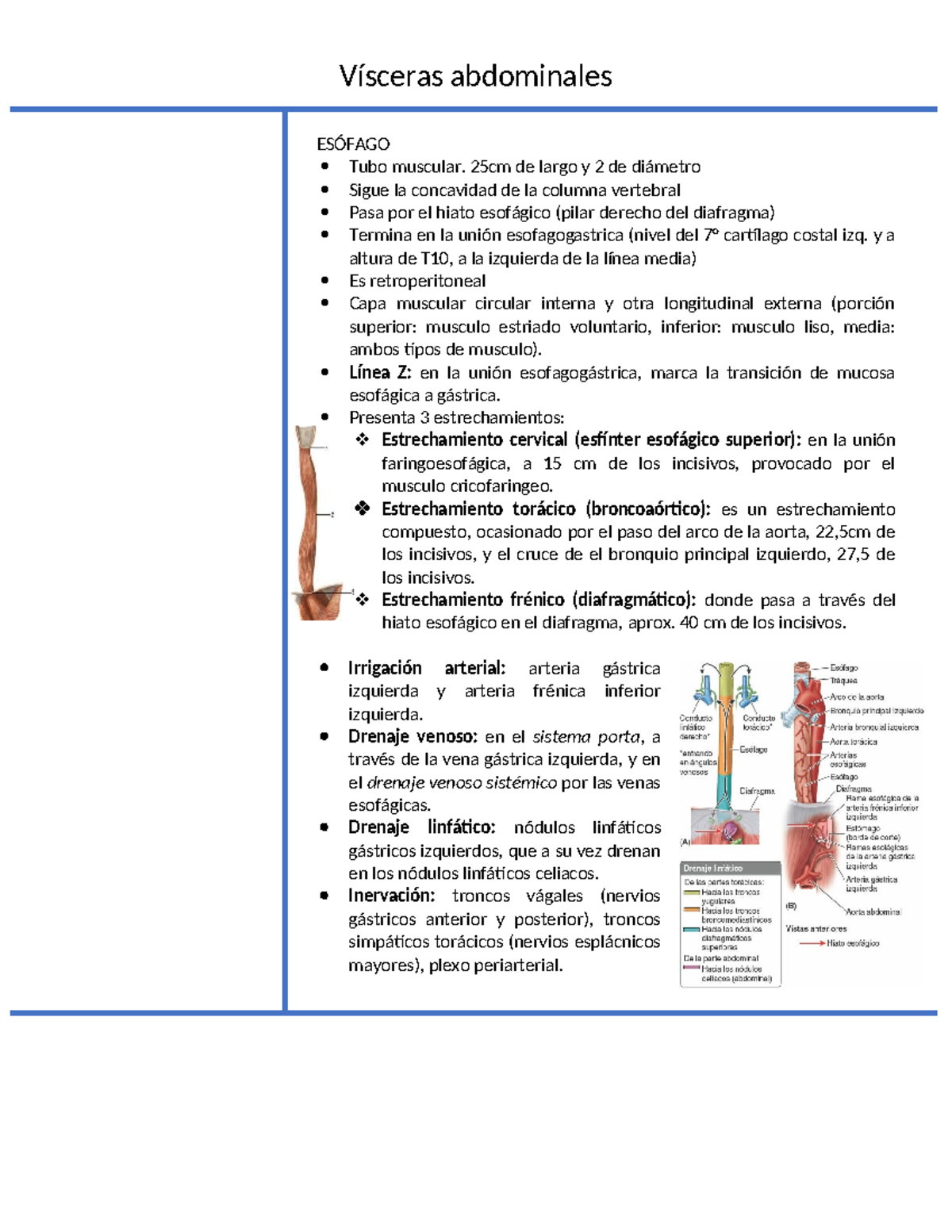 Plantilla Método Cornell sistema digestivo - Vísceras abdominales ...