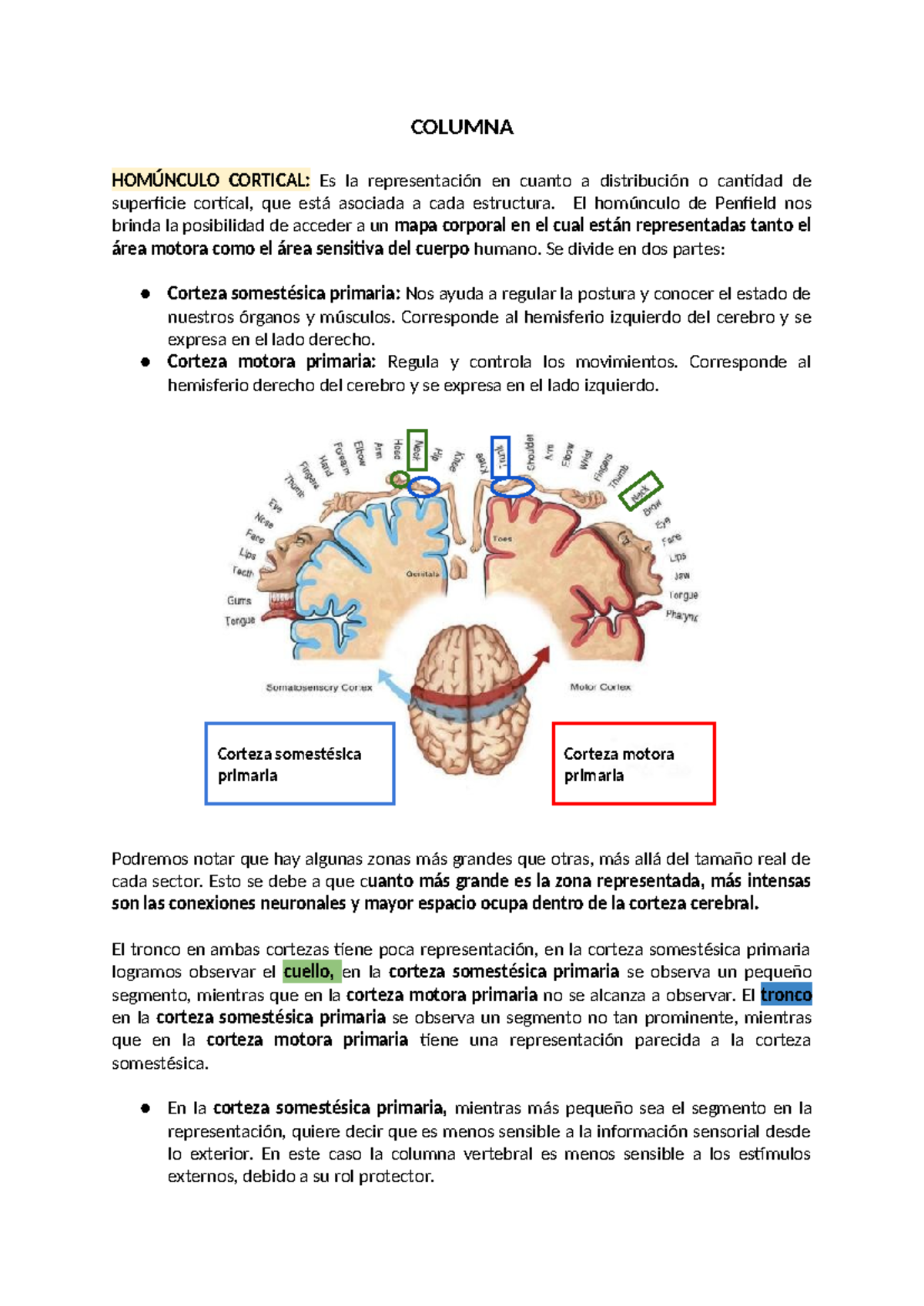Estudio sobre el Homúnculo Cortical y Funciones de la Columna - ANAT ...
