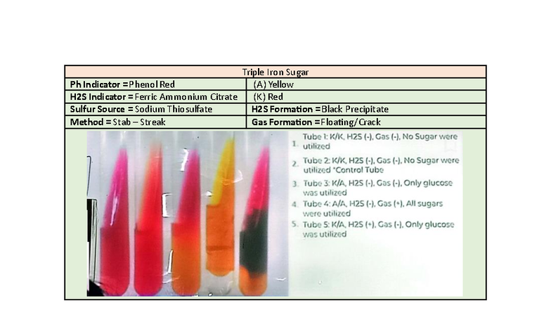 Culture Media Transes - Notes on H2S Indicators and Results - Studocu
