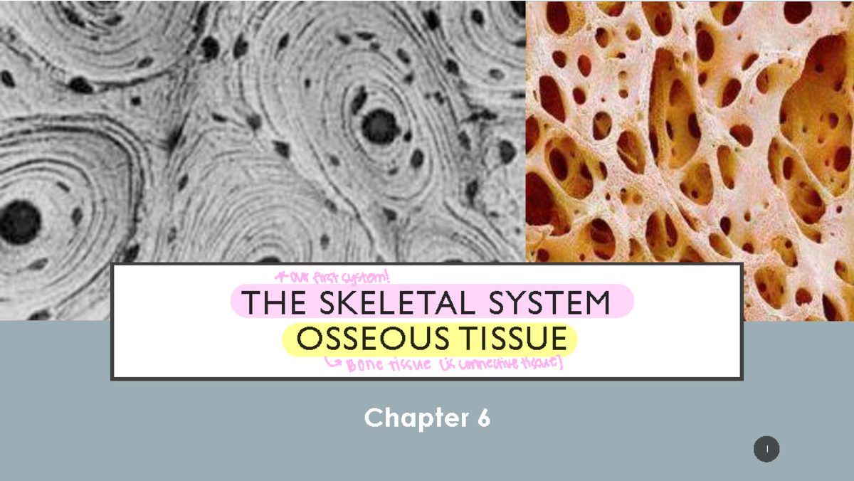 Final Exam Study Guide: The Skeletal System (BIO101) - Studocu