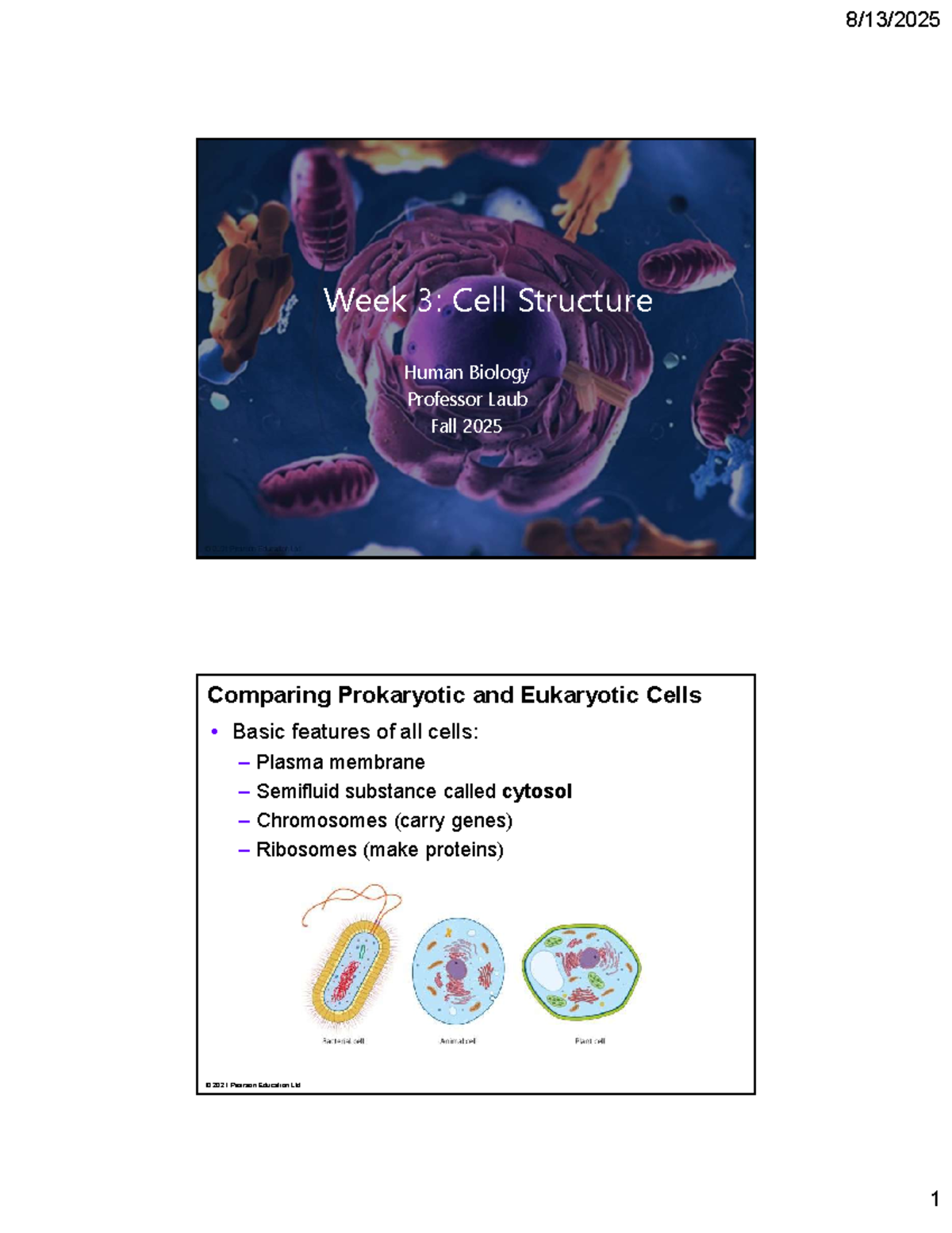 Cell Structure Overview: Prokaryotic vs Eukaryotic Cells (HUM BIO 101) - Studocu
