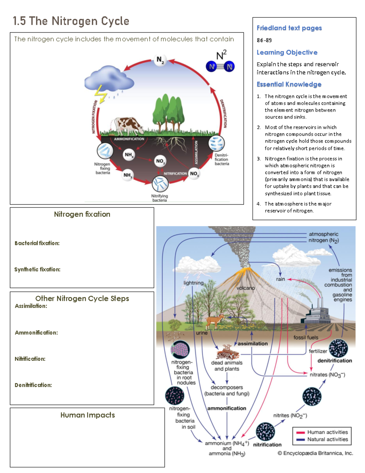 Nitrogen Cycle Notes: Understanding Steps & Reservoirs - Studocu