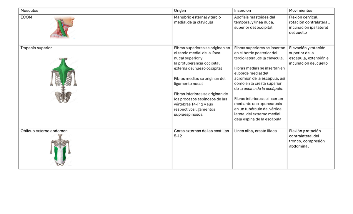 Musculos: Origen e Inserción de Músculos ECOM - Studocu