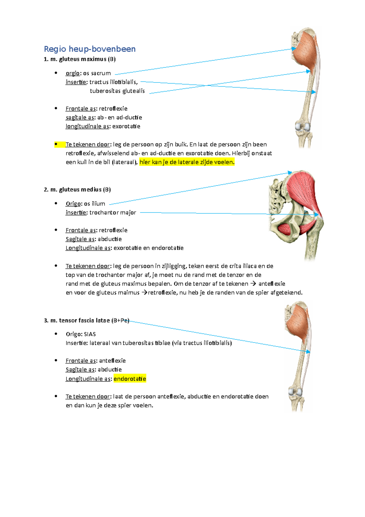 Spiergroep Anatomie en Functies - Studie Notities (B+Pe) - Studeersnel