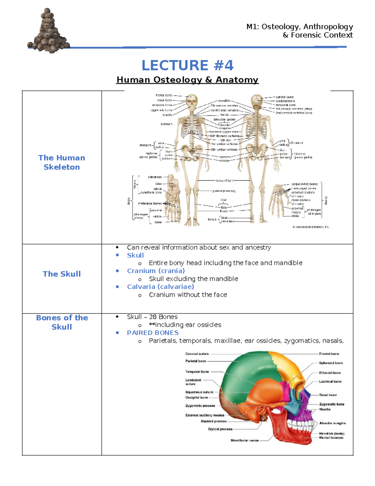 Human Osteology Lecture 4: Anatomy of the Skeleton & Forensic Context ...
