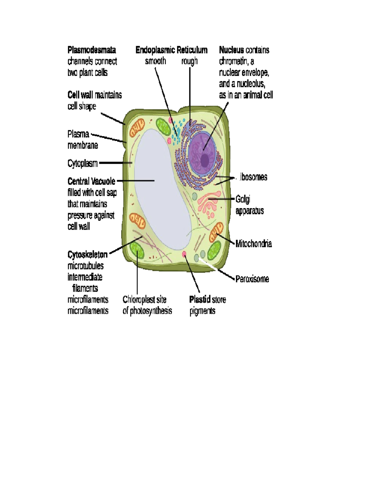 It is about the lesson in plant cells grade 7 - Bachelor of Elementary ...