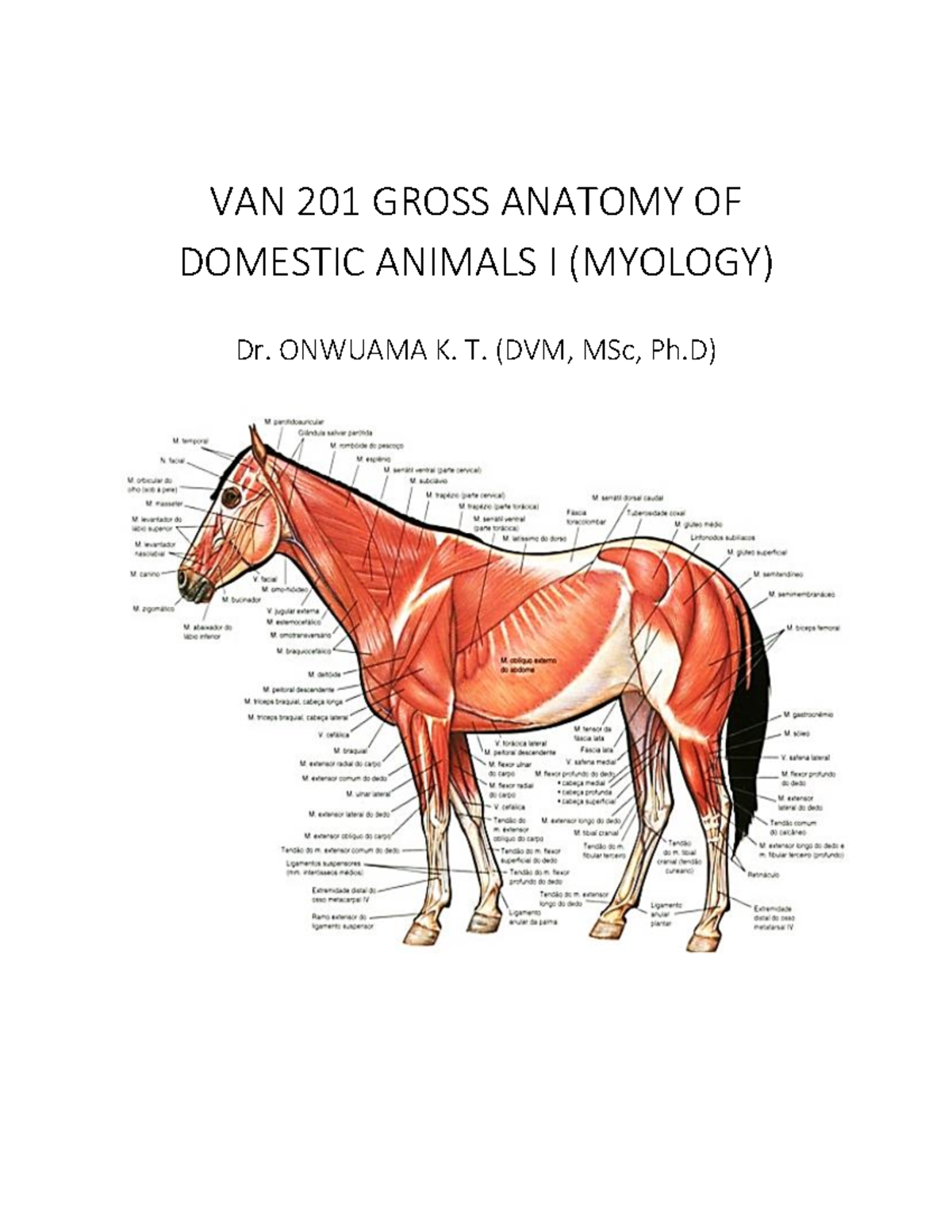 VAN 201 GROSS ANATOMY OF DOMESTIC ANIMALS I: MUSCLES OF THE HEAD - Studocu