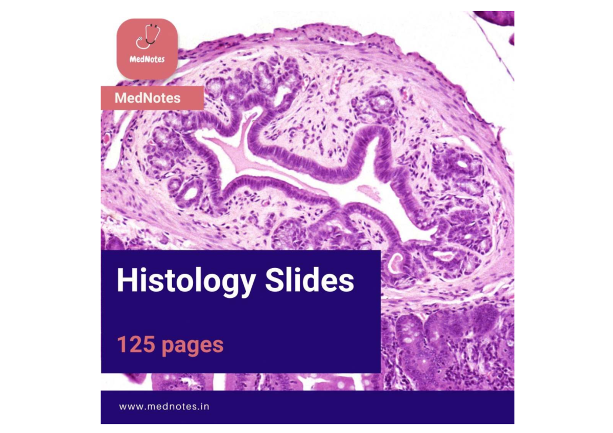 1st Year MBBS Histology Slides: Identification Points Guide - Studocu