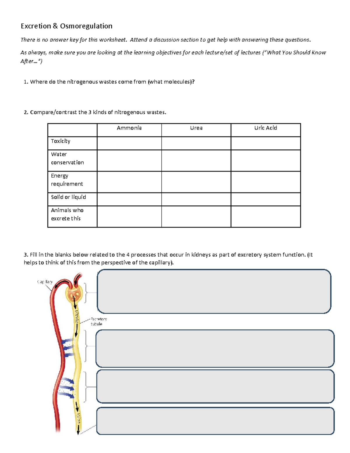 Excretion & Osmoregulation Worksheet - Studocu