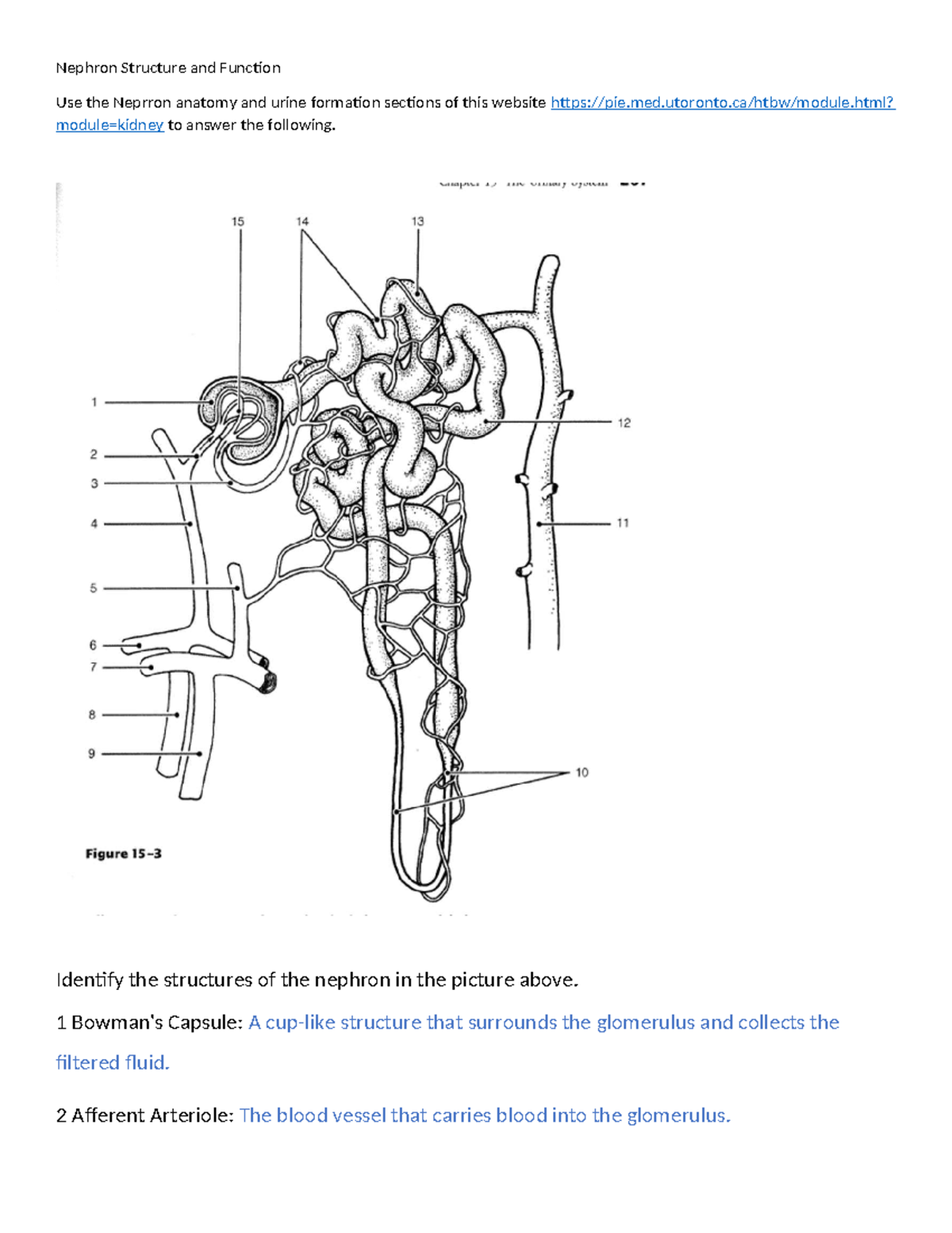 Nephron Structure & Function: Anatomy and Urine Formation Insights ...