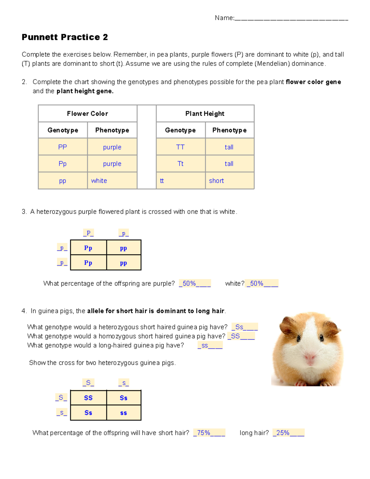 Punnett Practice Worksheet 2: Genetics Exercises (Biology 101) - Studocu