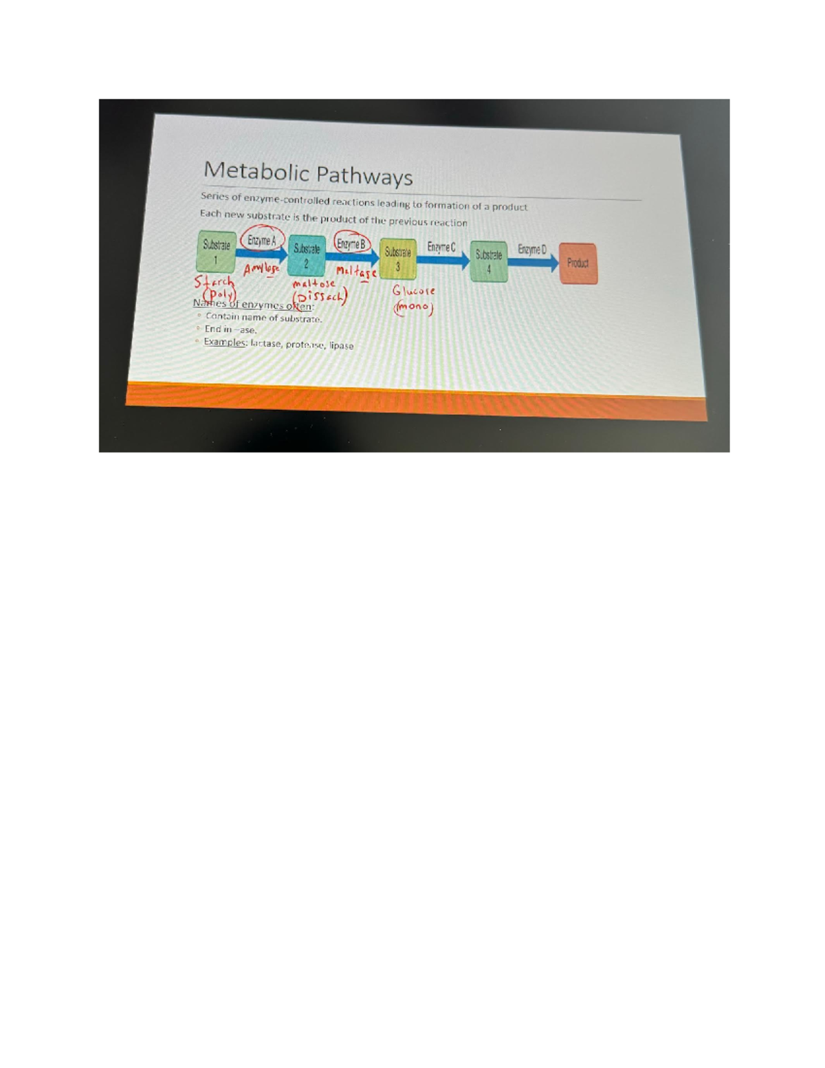 Metabolic Pathways: Understanding Enzyme-Substrate Interactions - Studocu