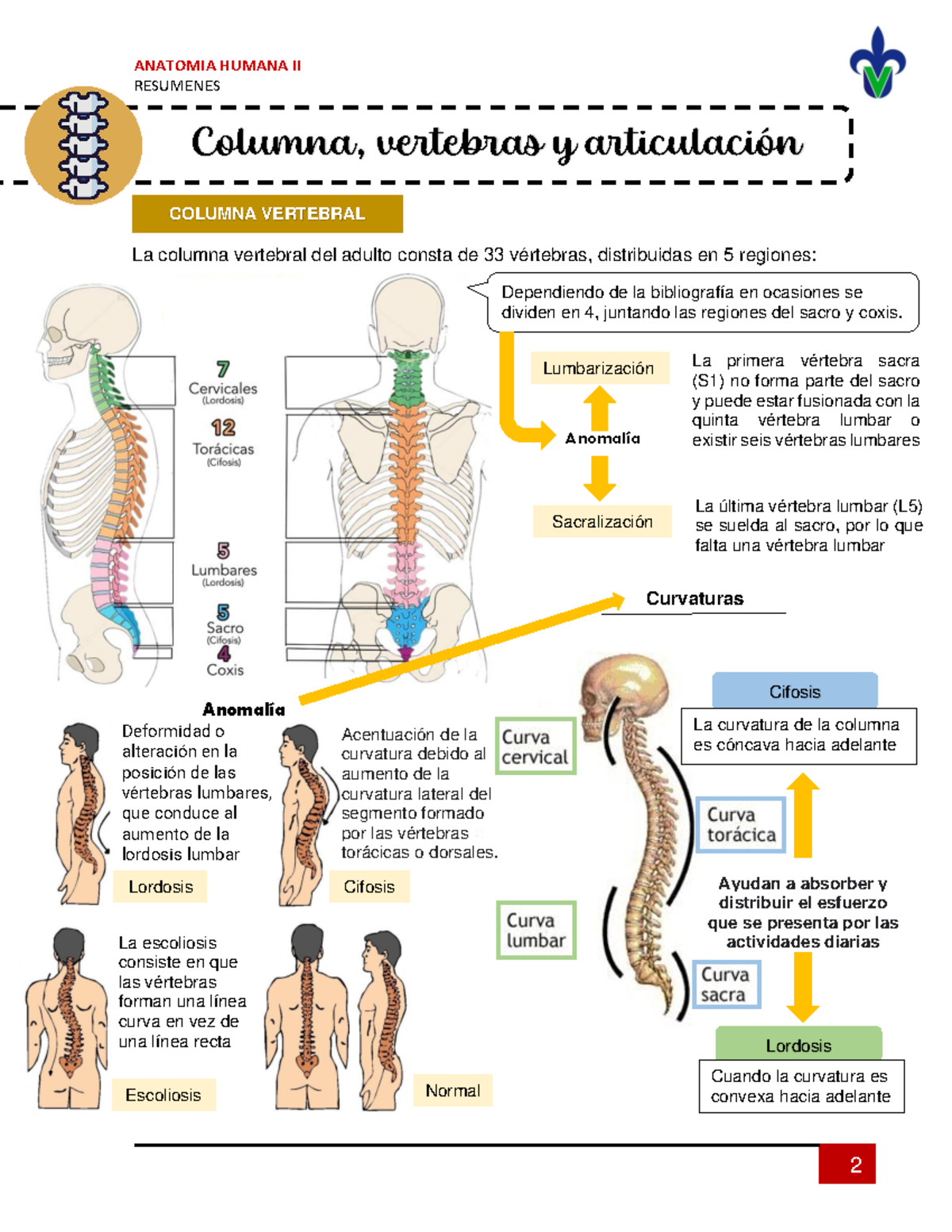 Diagrama De Anatomía De La Columna Vertebral 14.808 Columna Parte Del