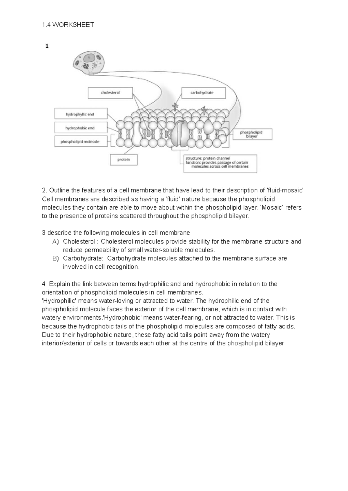 1.4 Cell Membrane Features Worksheet - Course Help - Studocu