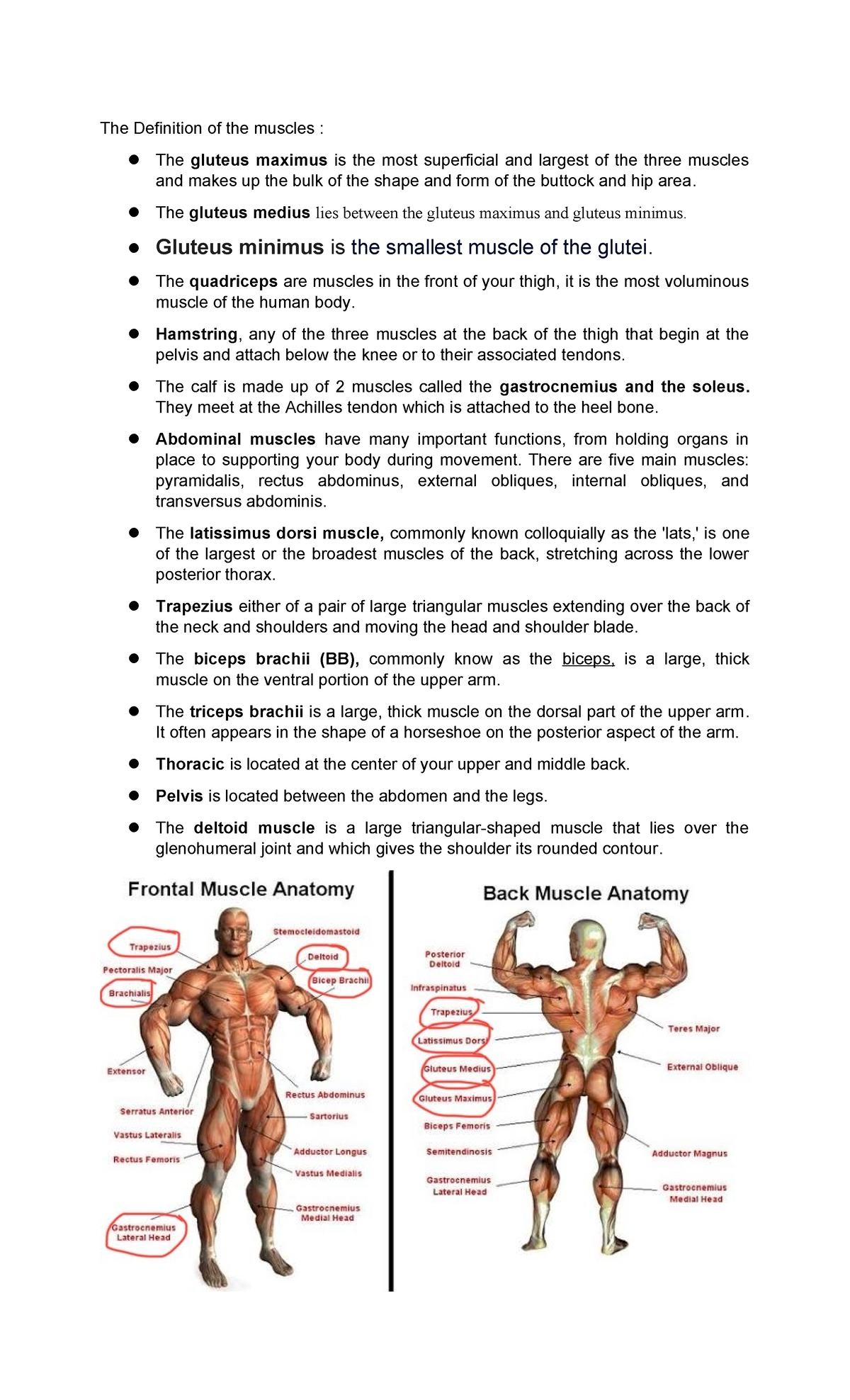 Muscle Anatomy Overview - Inbound 7415681813265691501 - Studocu