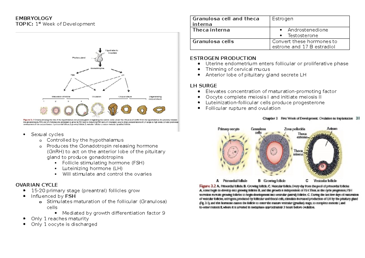 Embryology 1st Week of Development: Key Concepts and Processes - Studocu