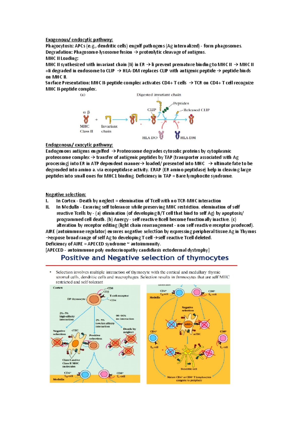 Immuno Notes: Endocytic and Exocytic Pathways in Antigen Processing ...