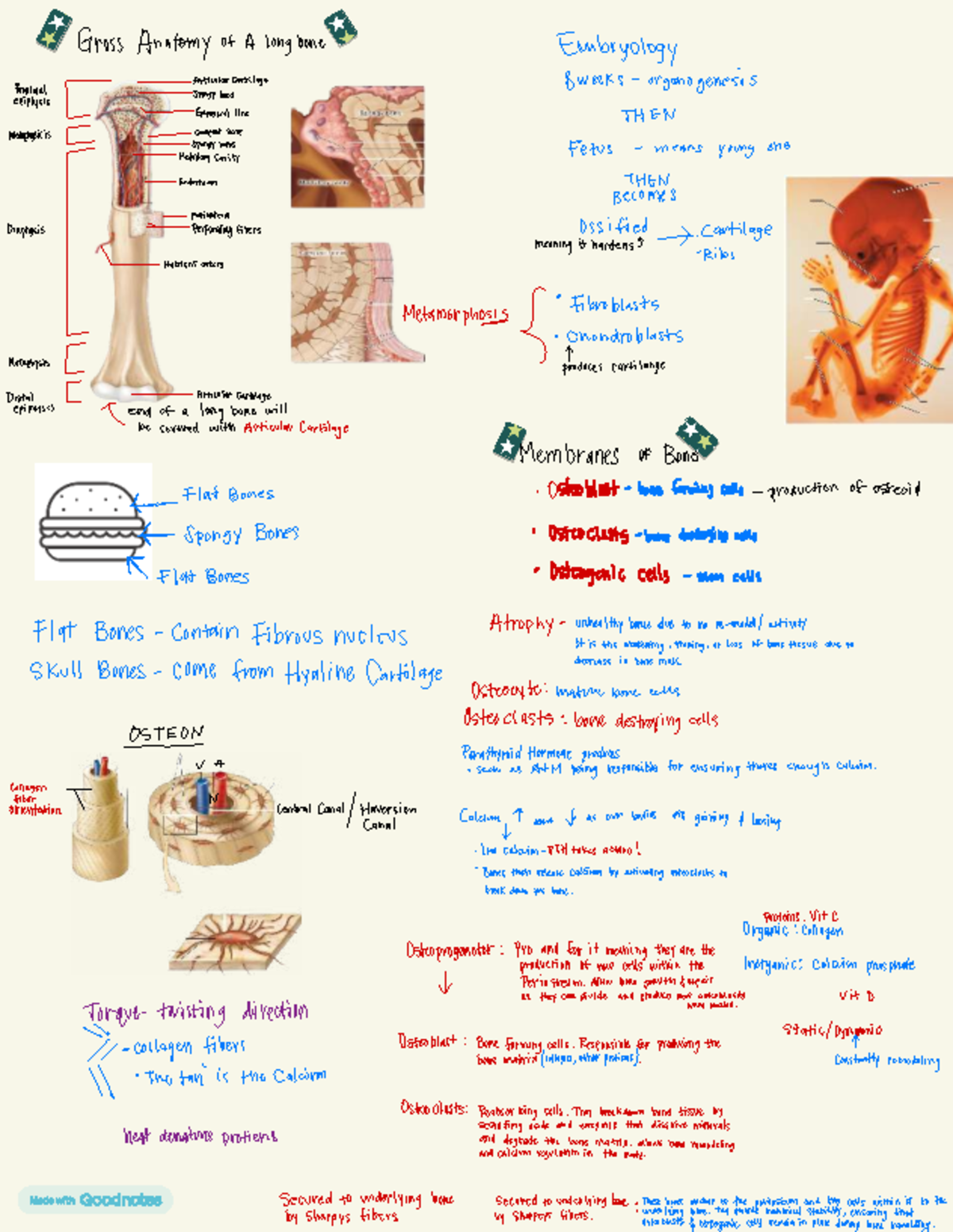 Gross Anatomy of Long Bones - Embryology Notes (BIO 101) - Gross ...