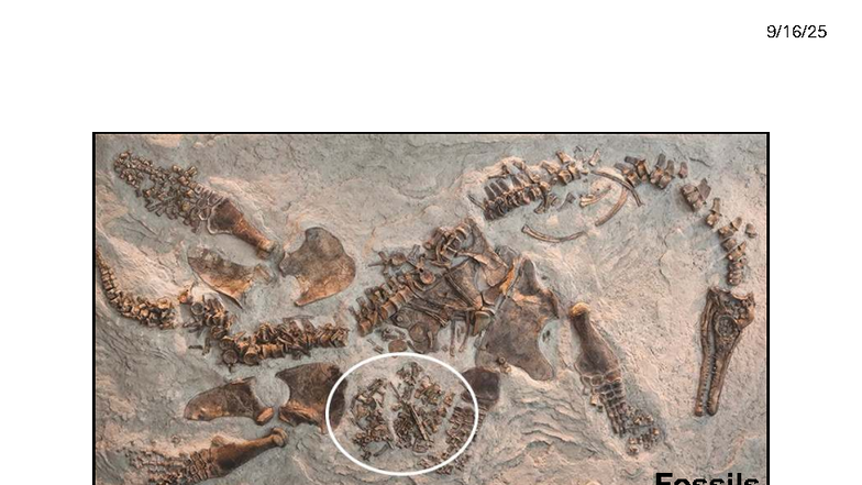 Fossil Formation and Significance in Geology (G107_F25_Lecture 7) - Studocu
