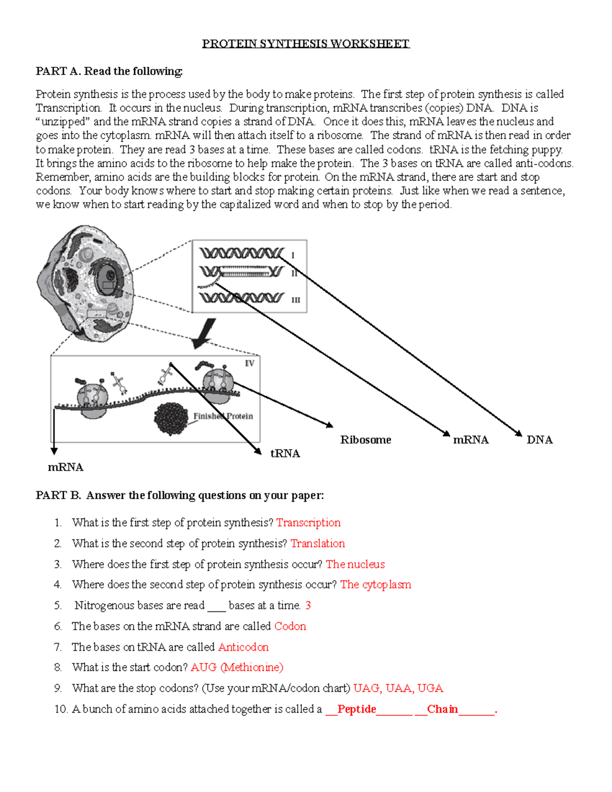 Protein Synthesis Worksheet - In-Class Notes for BIO 101 - Studocu
