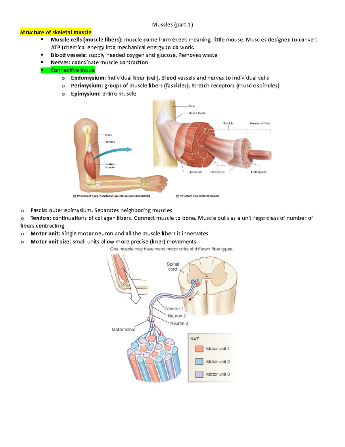 Muscles Part 1 - Lecture Notes on Structure and Function - Studocu
