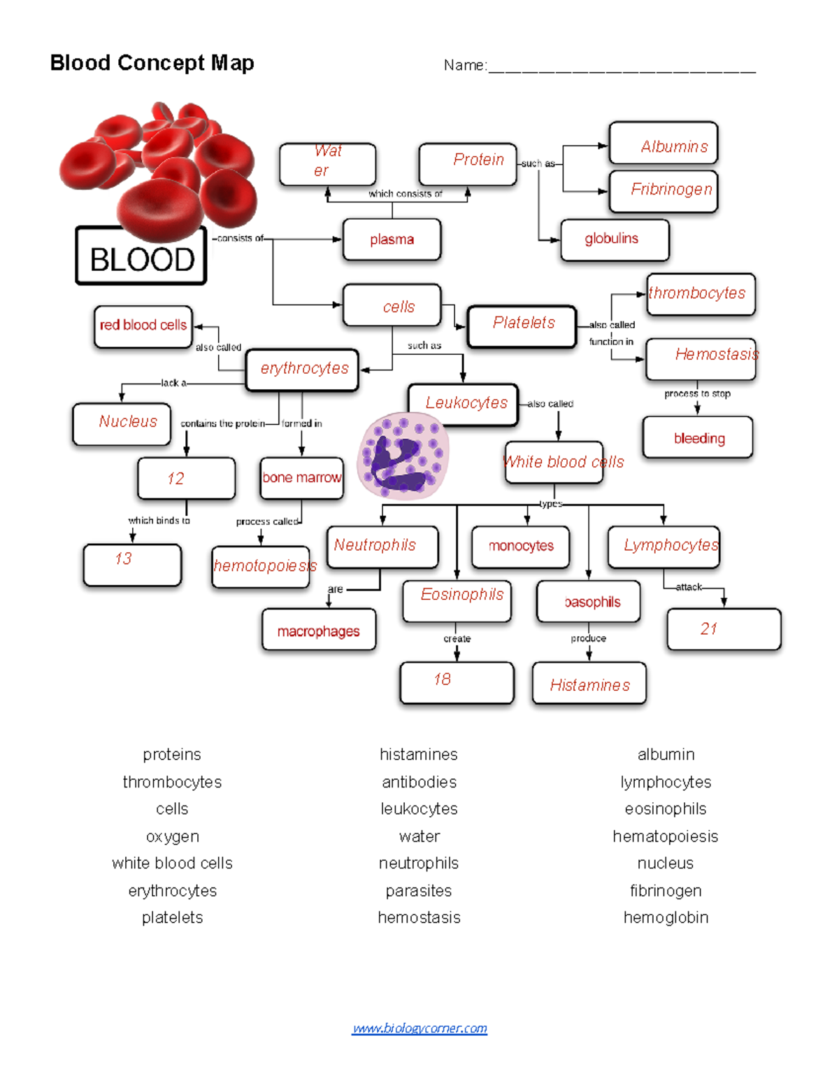 Blood Concept Map - Studocu