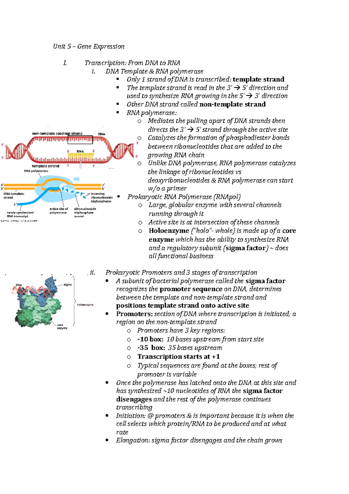 Biol 130 Notes: Unit 5 - Gene Expression & Transcription Overview - Studocu