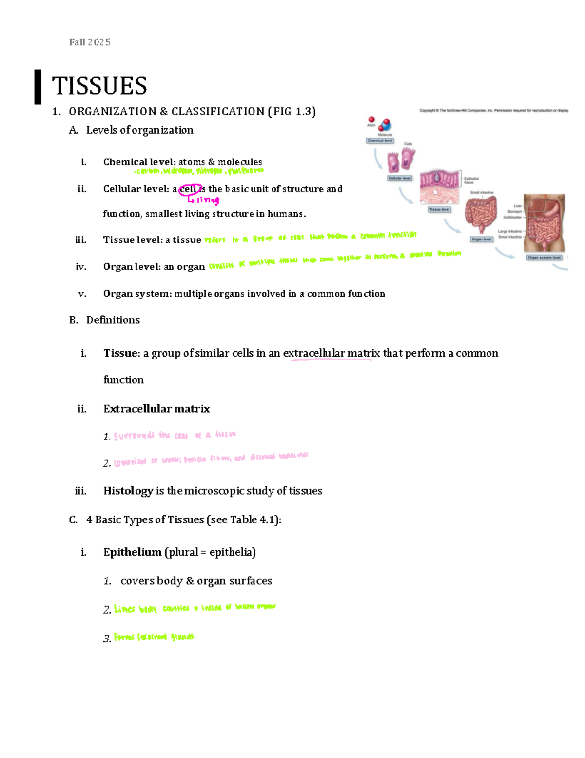Fall 2025 TISSUES: Organization, Classification, and Characteristics ...