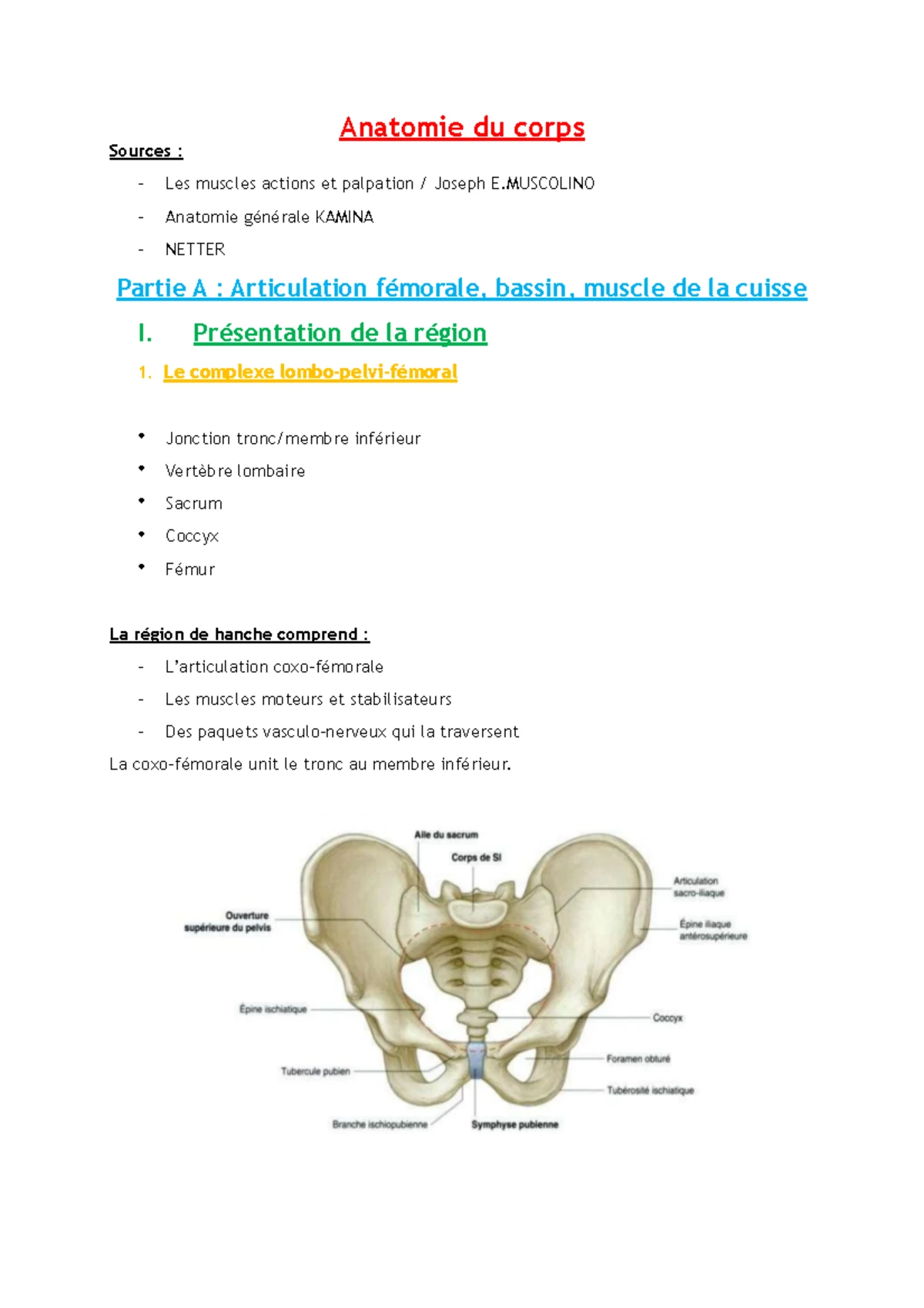 Cours anat complet - Résumé Anatomie-Physiologie - Anatomie descriptive ...