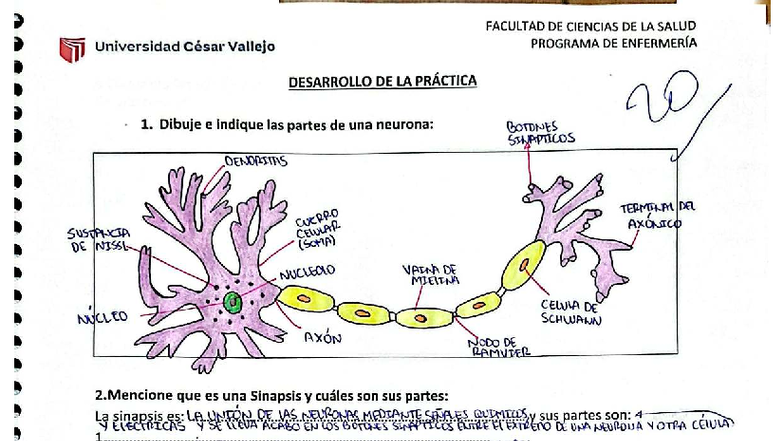 Neurona y Sinapsis: Anatomía y Funciones del Sistema Nervioso - Studocu