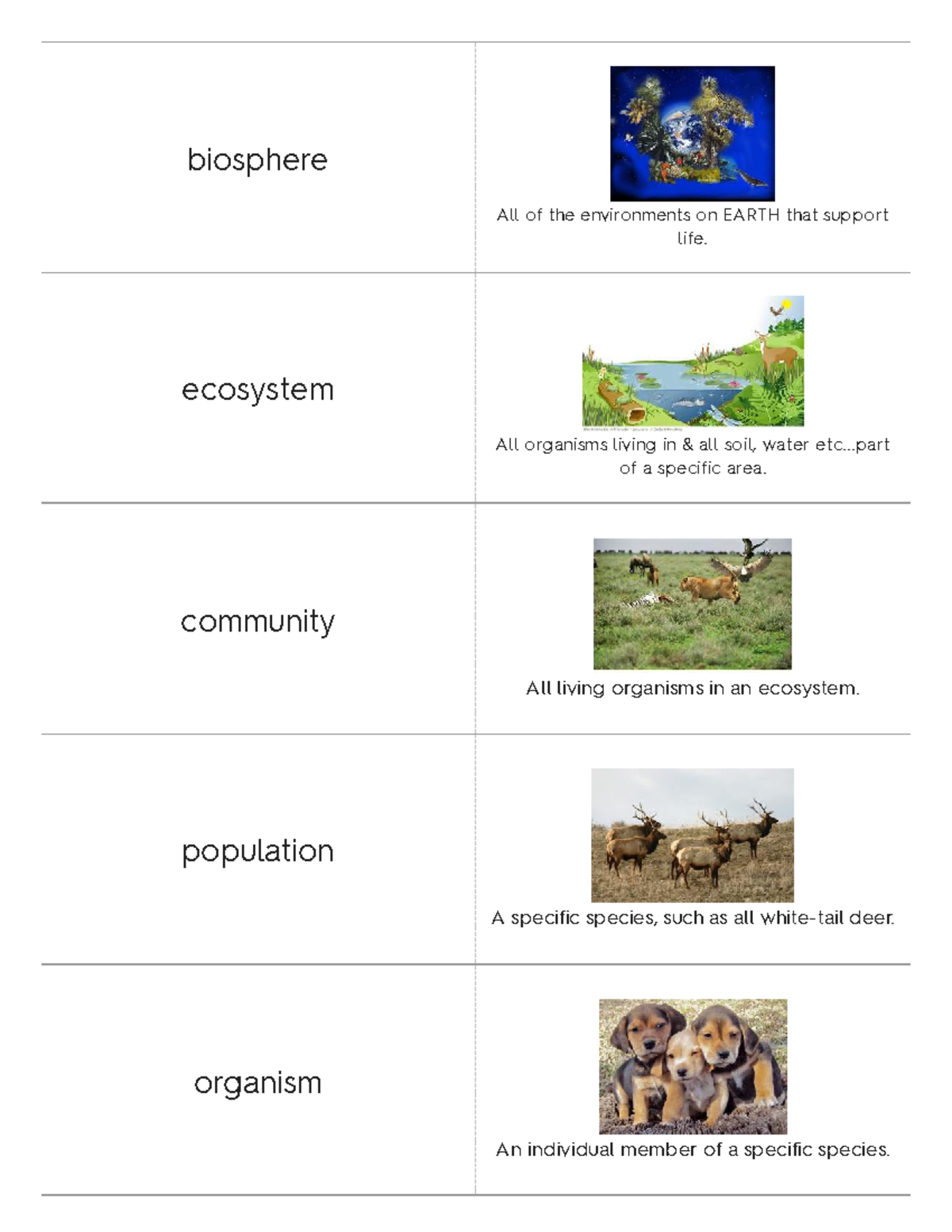 03 Hierarchy of Life: Vocabulary for Ecosystems and Organisms - Studocu